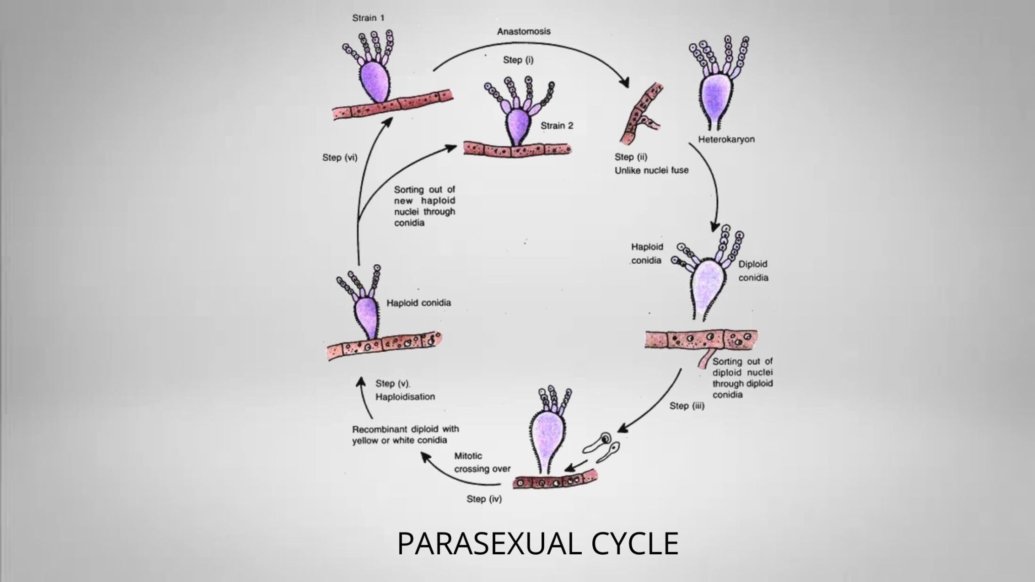 Trichophyton spp - Morphology, Life cycle, Pathogenesis - Biology Notes ...
