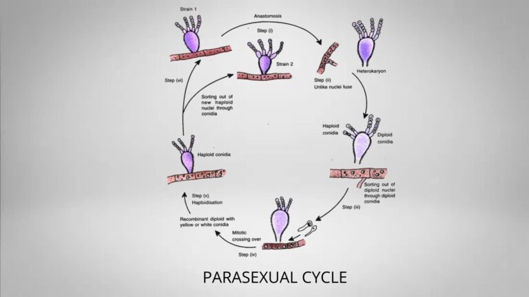 Trichophyton spp - Morphology, Life cycle, Pathogenesis - Biology Notes ...