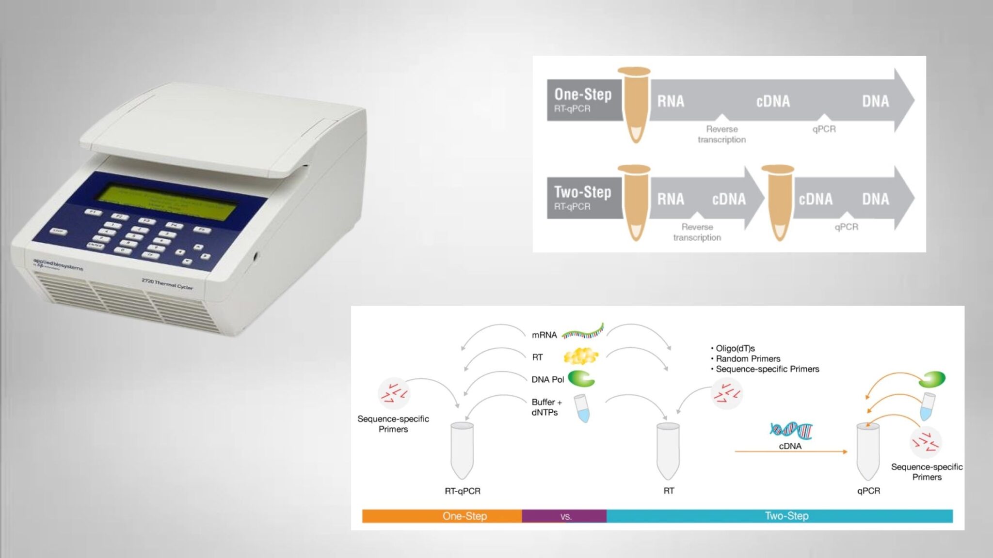 Transcription (RNA Synthesis) - Definition, Diagram, Steps, Inhibitors ...