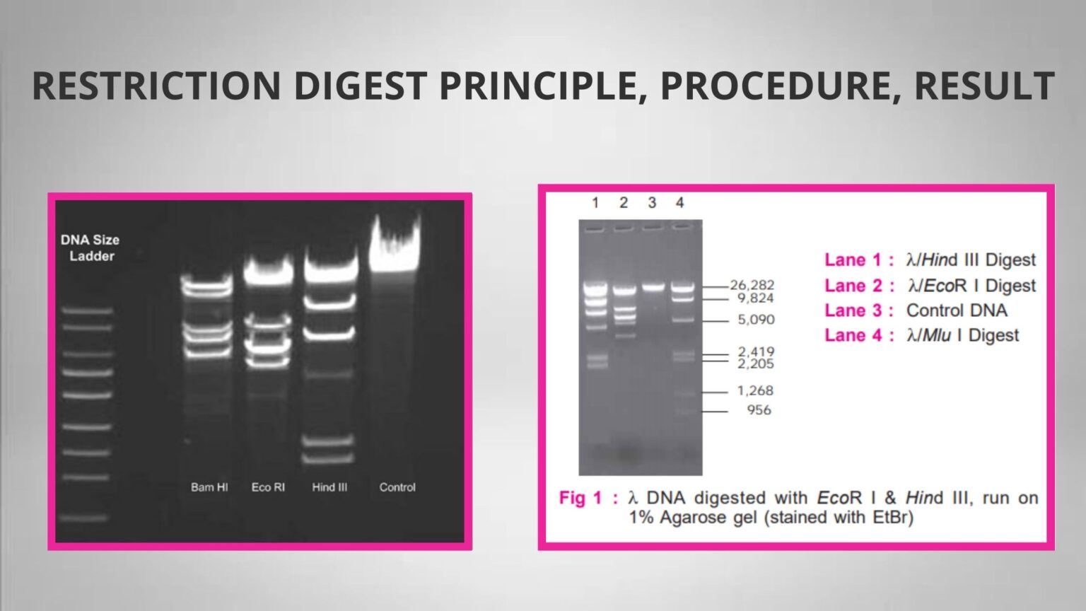 Northern Blotting - Protocol, Principle, Application, Result - Biology ...
