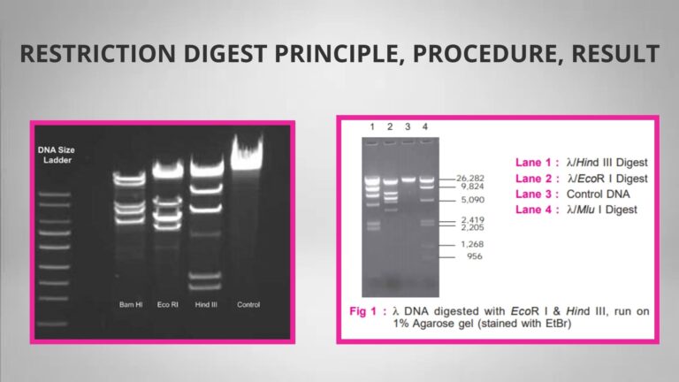 Northern Blotting - Protocol, Principle, Application, Result - Biology ...