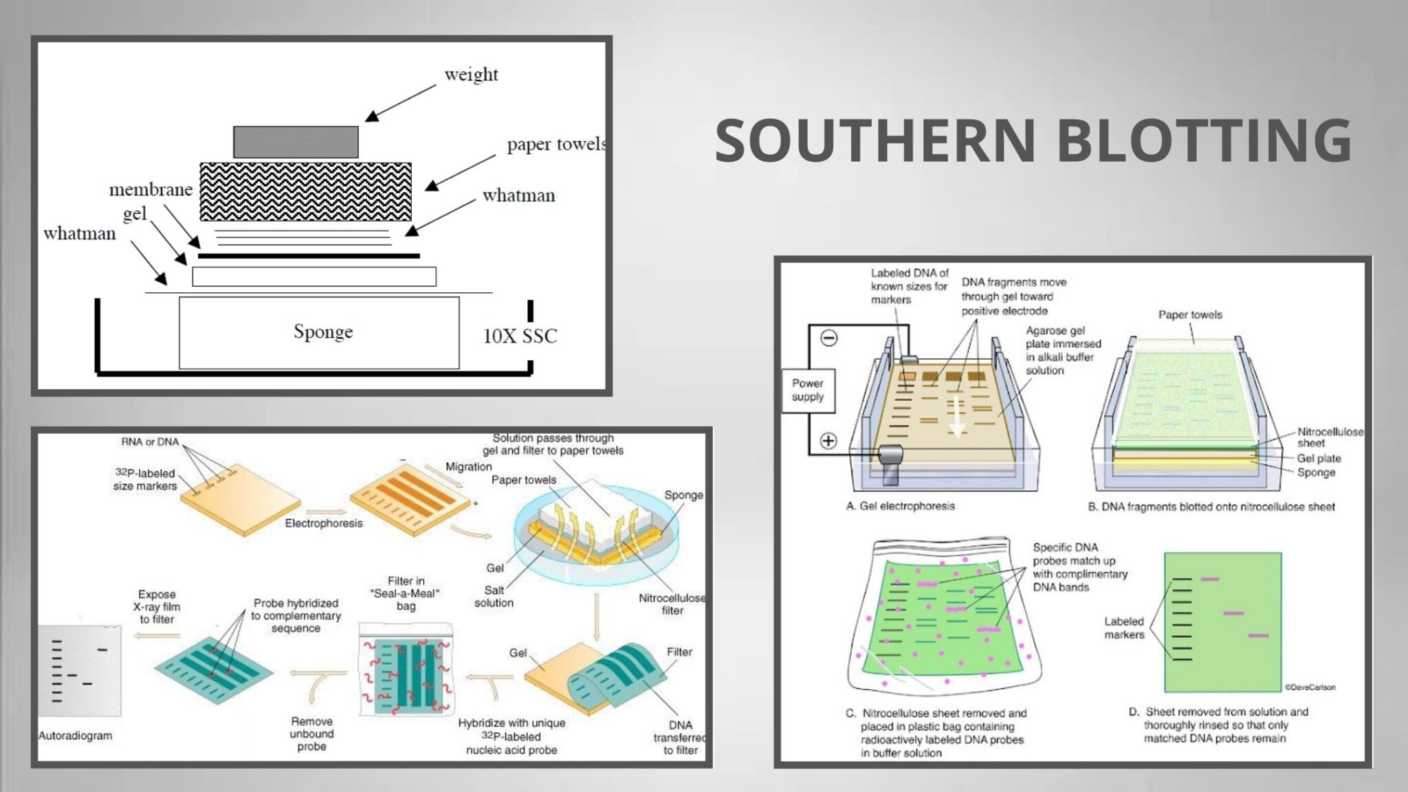 Southern Blotting Principle Archives - Biology Notes Online