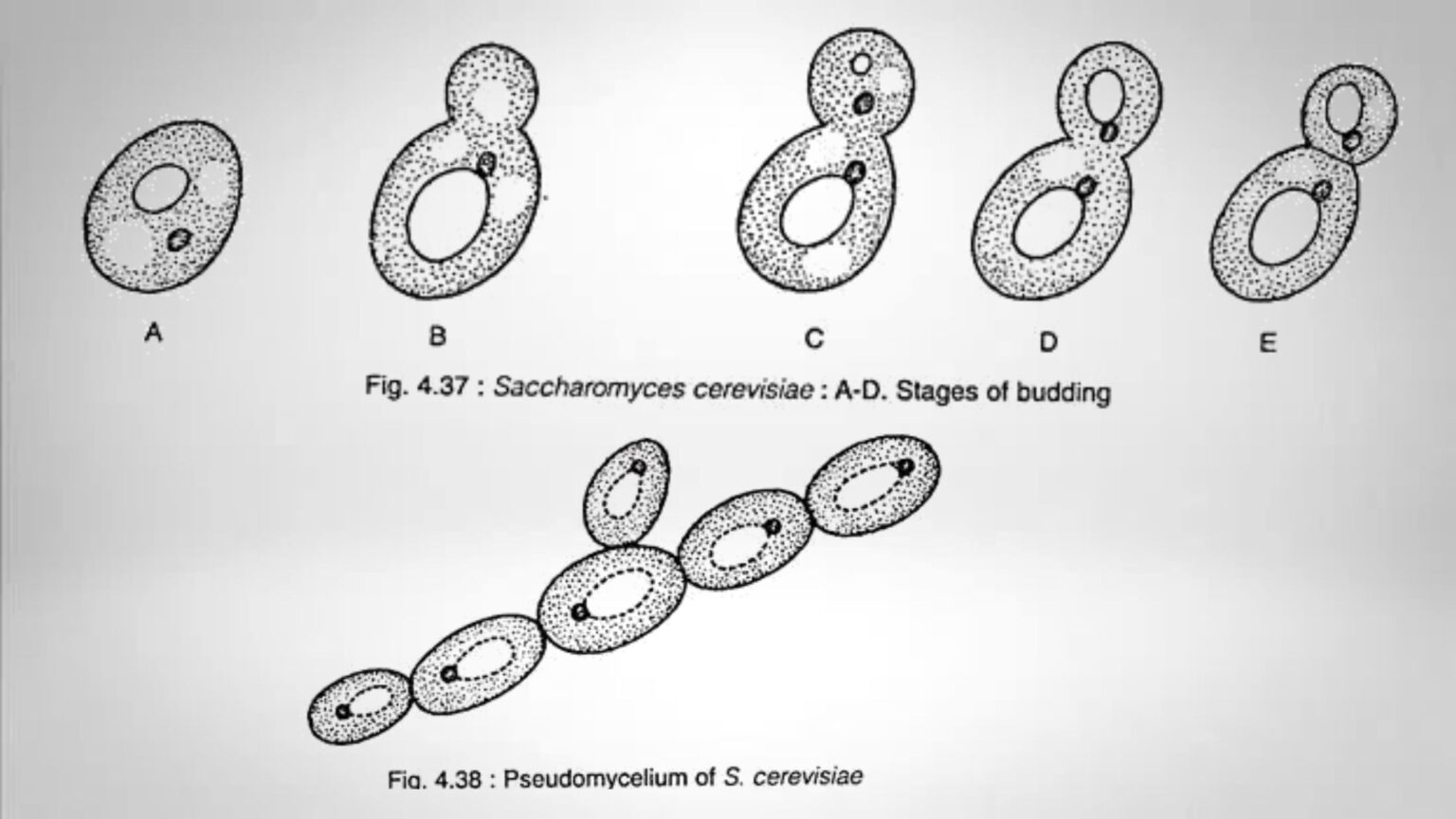 Saccharomyces Life cycle, Morphology, Economic Importance. - Biology ...