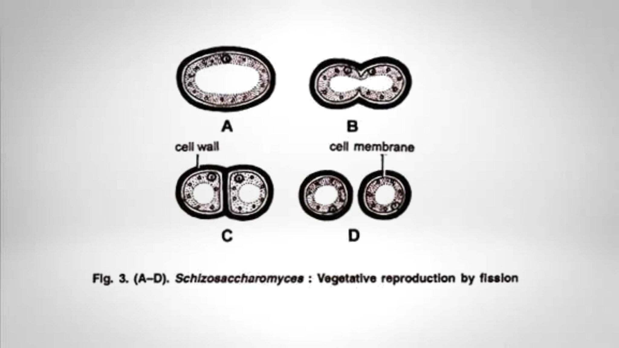 Saccharomyces Life cycle, Morphology, Economic Importance. - Biology ...
