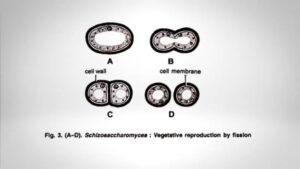 Saccharomyces Life cycle, Morphology, Economic Importance. - Biology ...