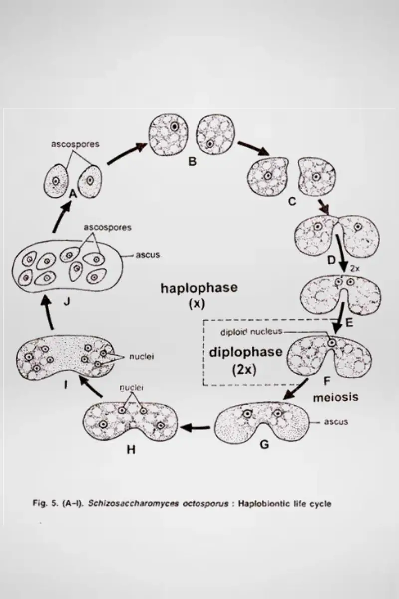 Saccharomyces Cerevisiae Life Cycle Yeast | PPT