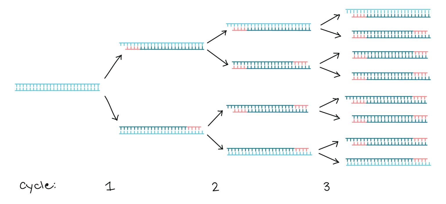 Polymerase Chain Reaction (PCR) - Definition, Steps, Principle ...