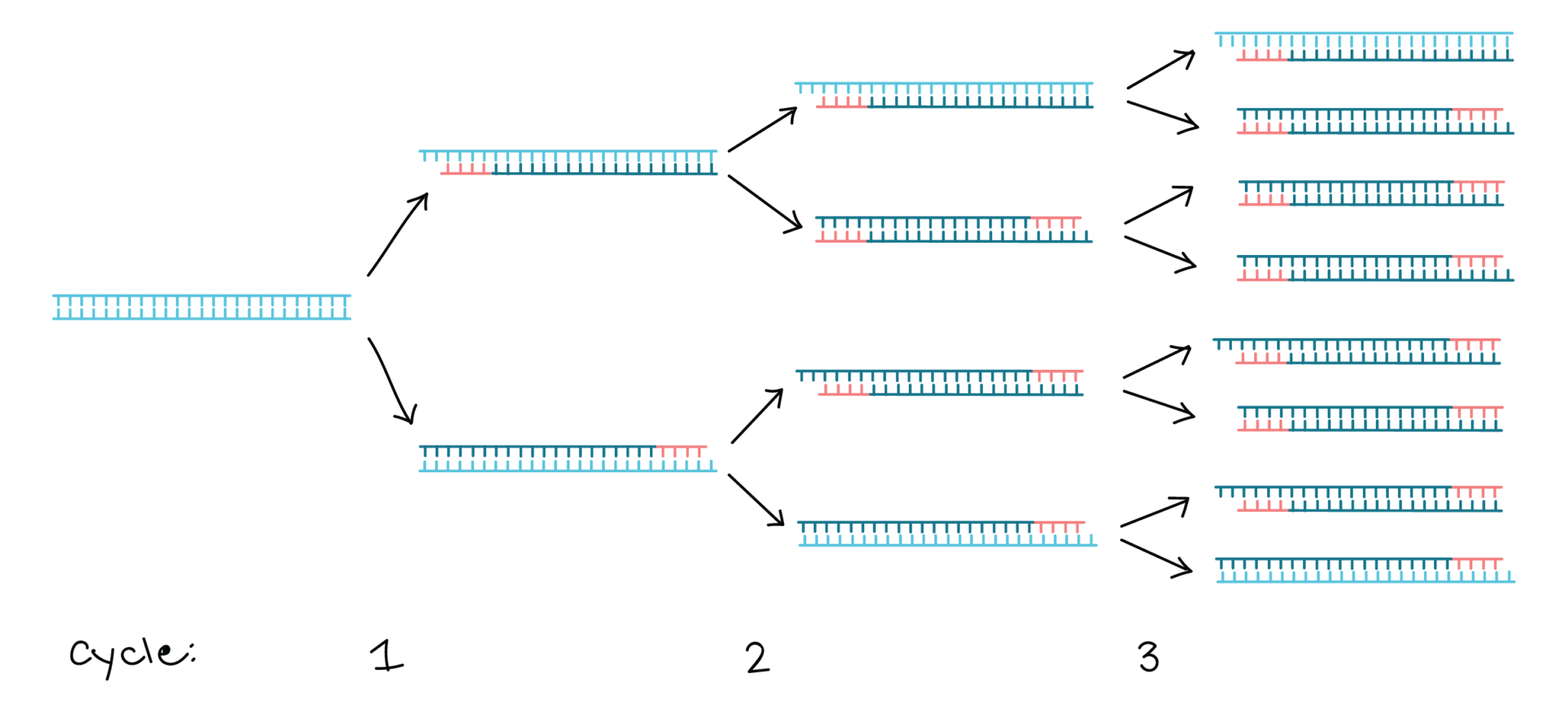 Polymerase Chain Reaction (PCR) - Definition, Steps, Principle ...