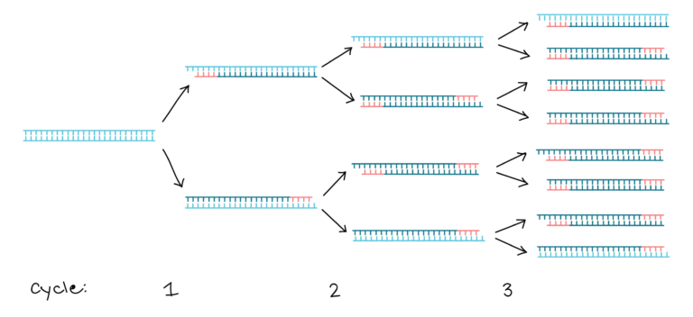 Polymerase Chain Reaction (PCR) - Definition, Steps, Principle ...