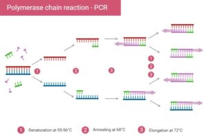 Polymerase Chain Reaction (PCR) - Definition, Steps, Principle ...