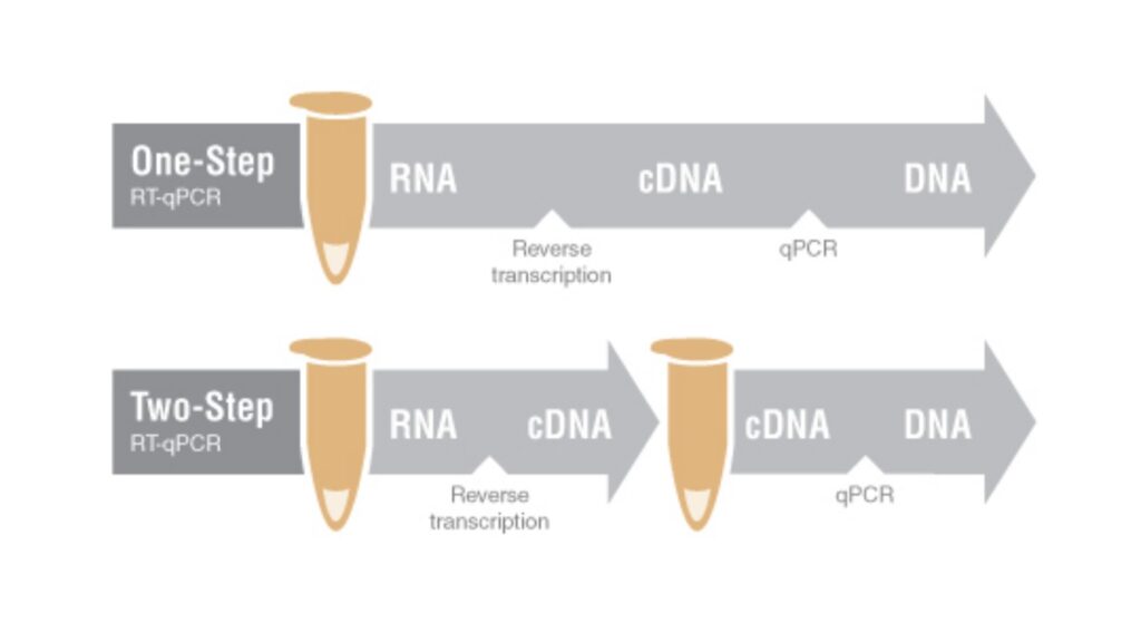 Real Time PCR (RT-PCR) - Definition, Principle, Protocol, Application, Advantages - Biology ...