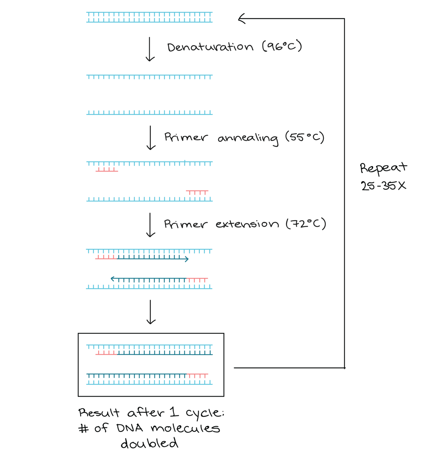 Polymerase Chain Reaction (PCR) - Definition, Steps, Principle ...