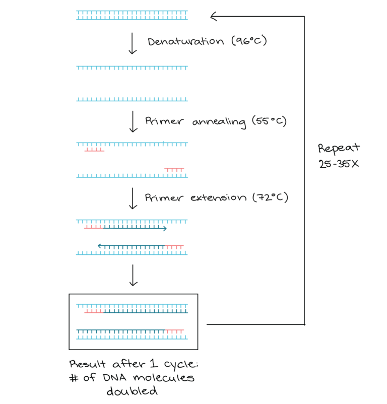 Polymerase Chain Reaction (PCR) - Definition, Steps, Principle ... Polymerase Chain Reaction (PCR) - Definition, Steps, Principle ...