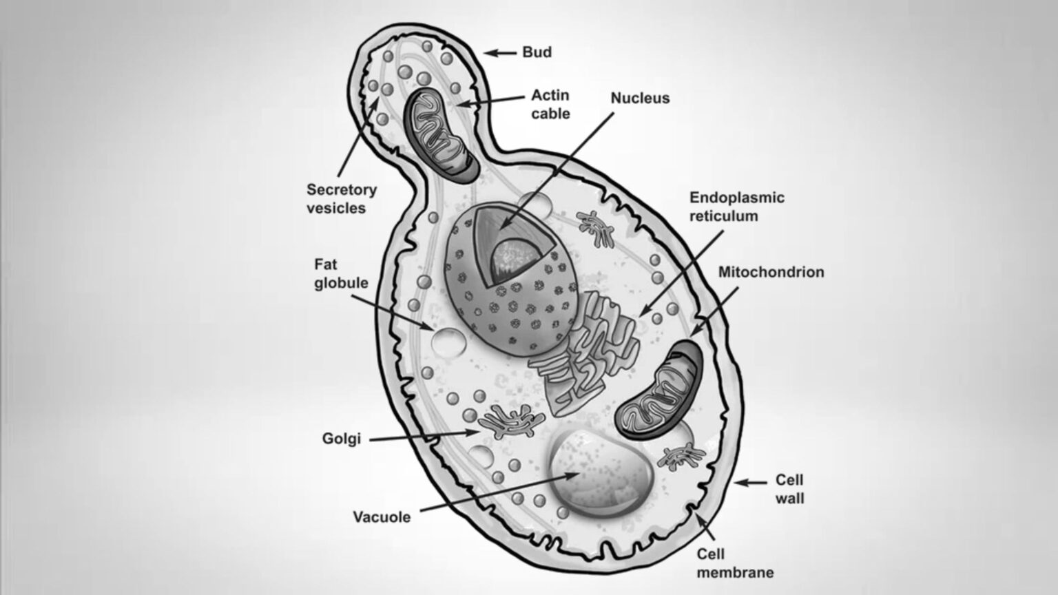 Saccharomyces Life cycle, Morphology, Economic Importance. - Biology ...