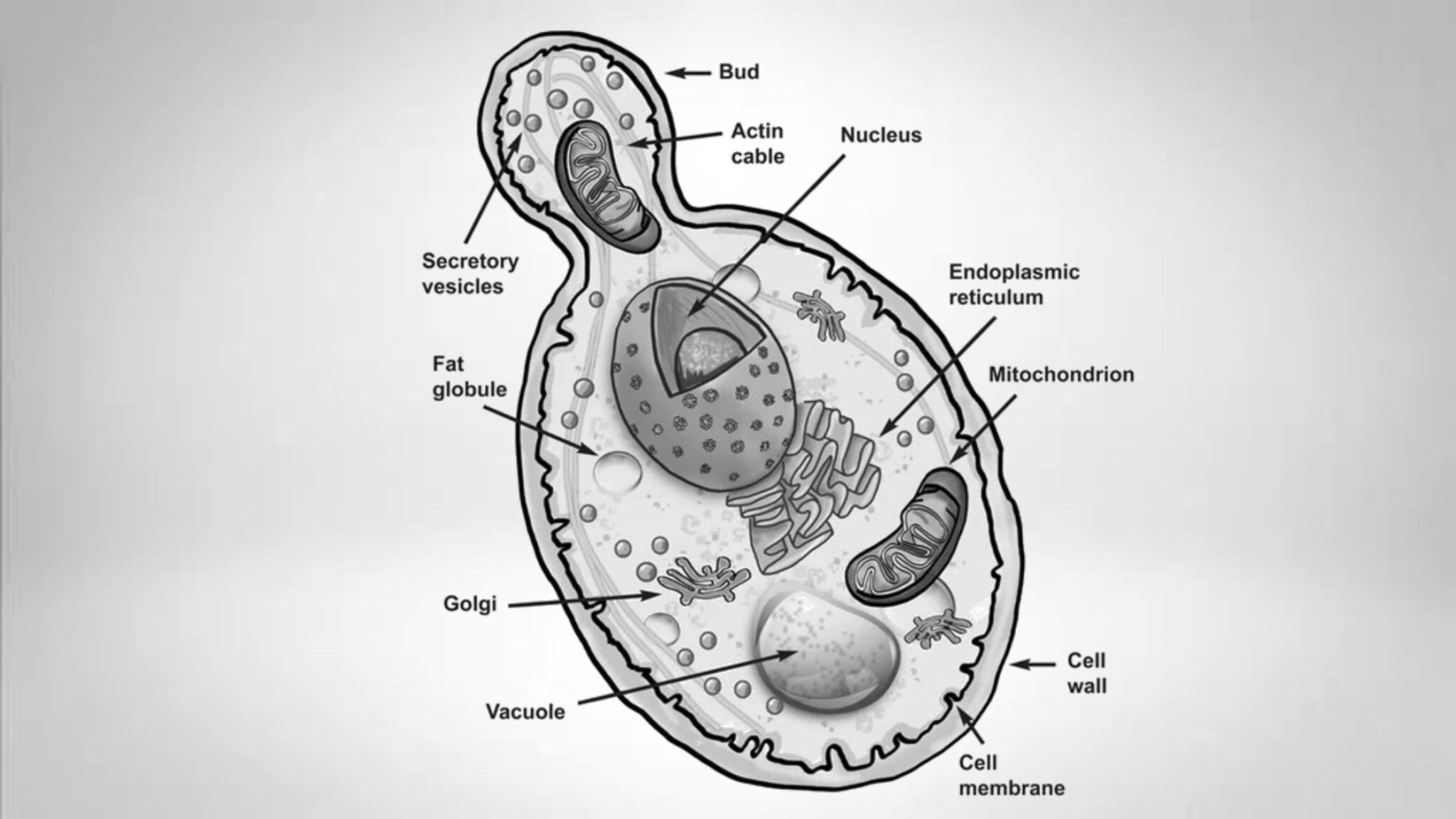 Yeast Structure Reproduction Life Cycle And Uses Biology Notes Online