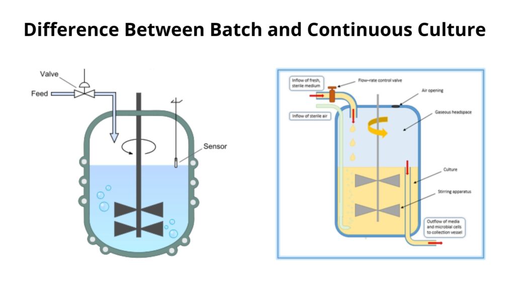 23 Difference Between Batch and Continuous Culture - Biology Notes Online 23 Difference Between Batch and Continuous Culture - Biology Notes Online