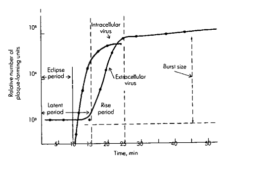 One Step Growth Curve of Virus - Biology Notes Online