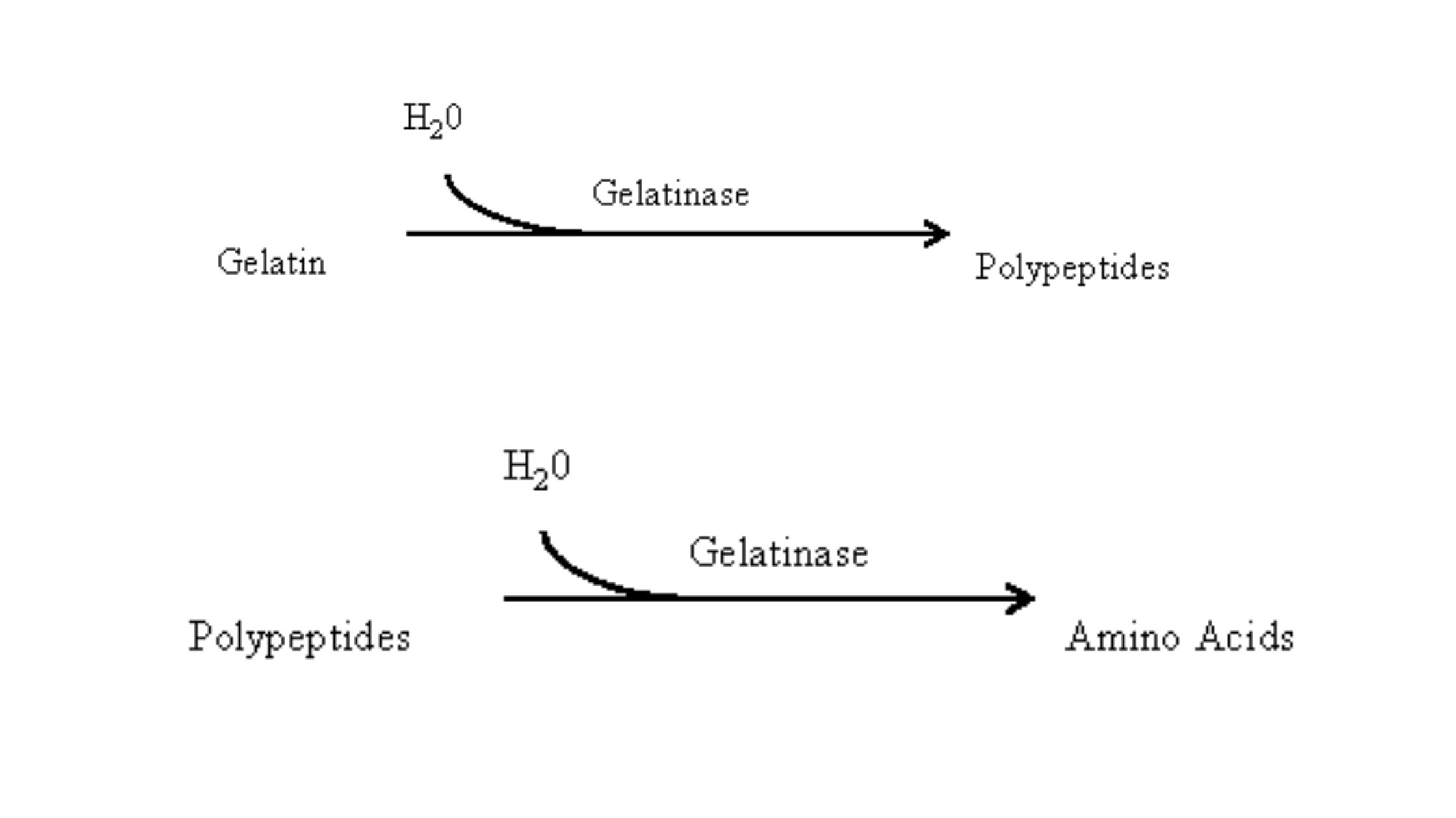 Gelatin Hydrolysis Test Principle Procedure And Result