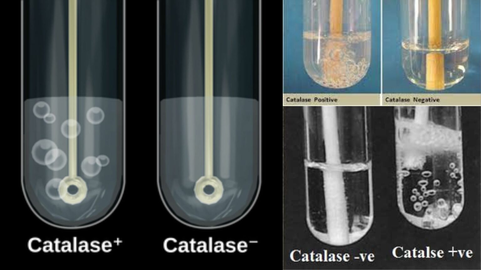 Catalase Test Principle, Procedure, Result and Application. - Biology ...