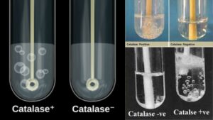 Catalase Test Principle, Procedure, Result and Application. - Biology ...