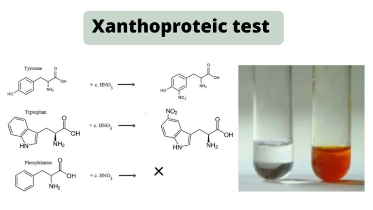Dot Blot - Protocol, Principle, Definition. - Biology Notes Online