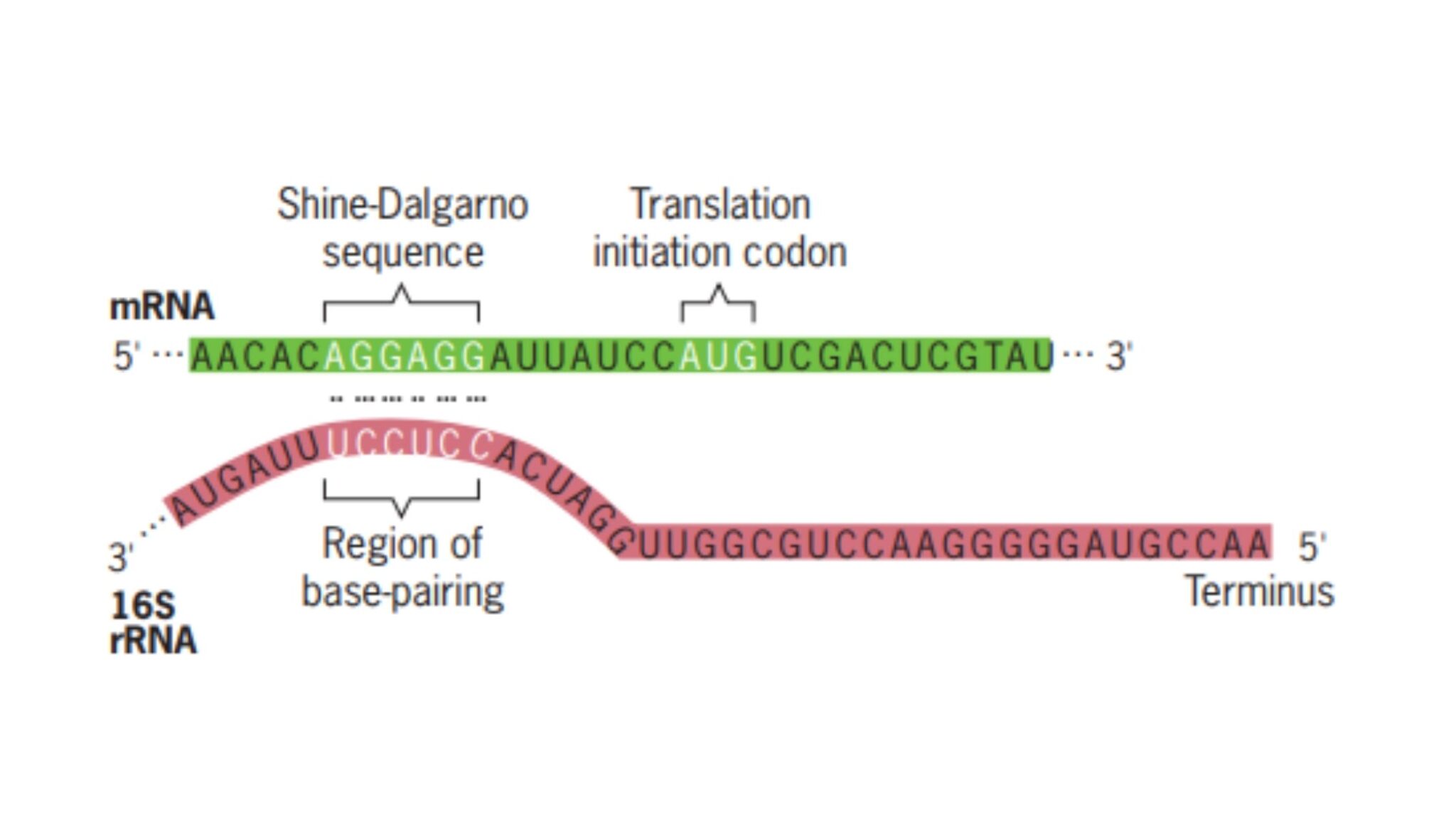 Translocation in Prokaryotes - Components, Steps, Enzymes, Sites ...