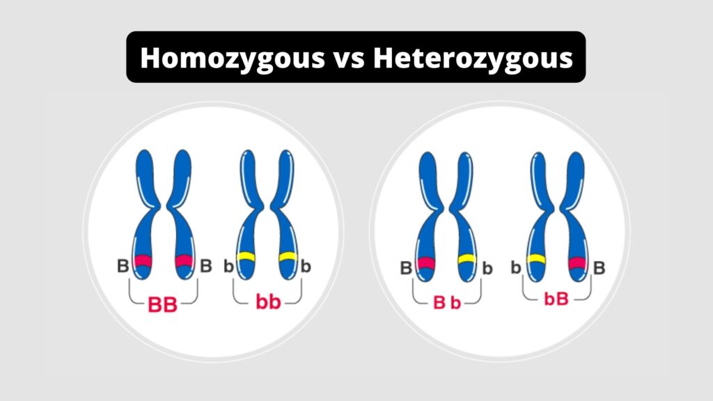 13 Difference Between Heterozygous and Homozygous - Biology Notes Online 13 Difference Between Heterozygous and Homozygous - Biology Notes Online