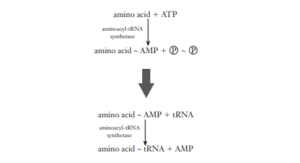 Translocation in Prokaryotes - Components, Steps, Enzymes, Sites ...