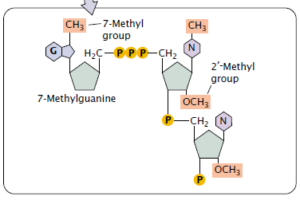 Post-transcriptional Modification - Definition, Types, Process ...