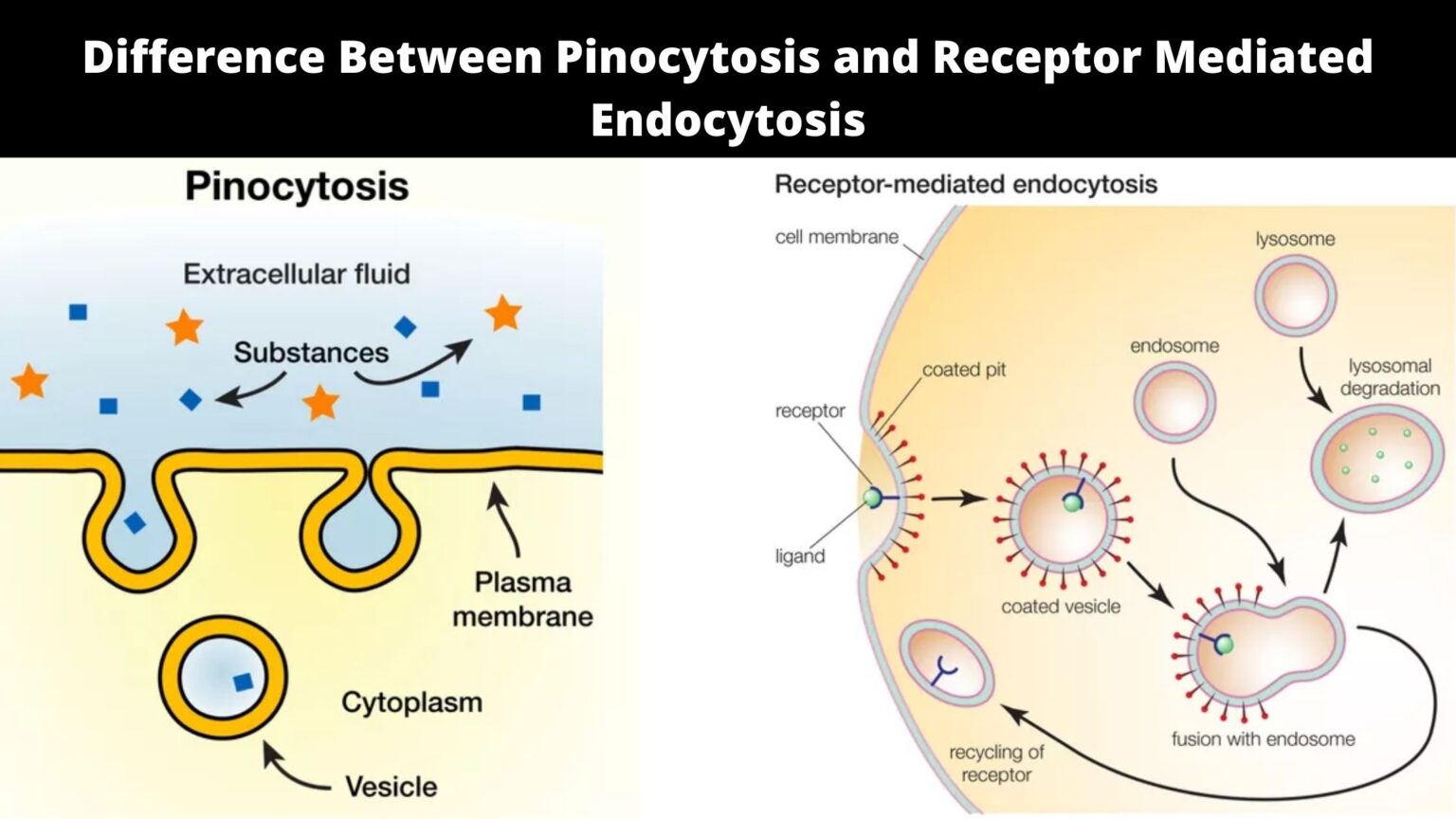 Difference Between endocytosis and exocytosis (endocytosis vs ...