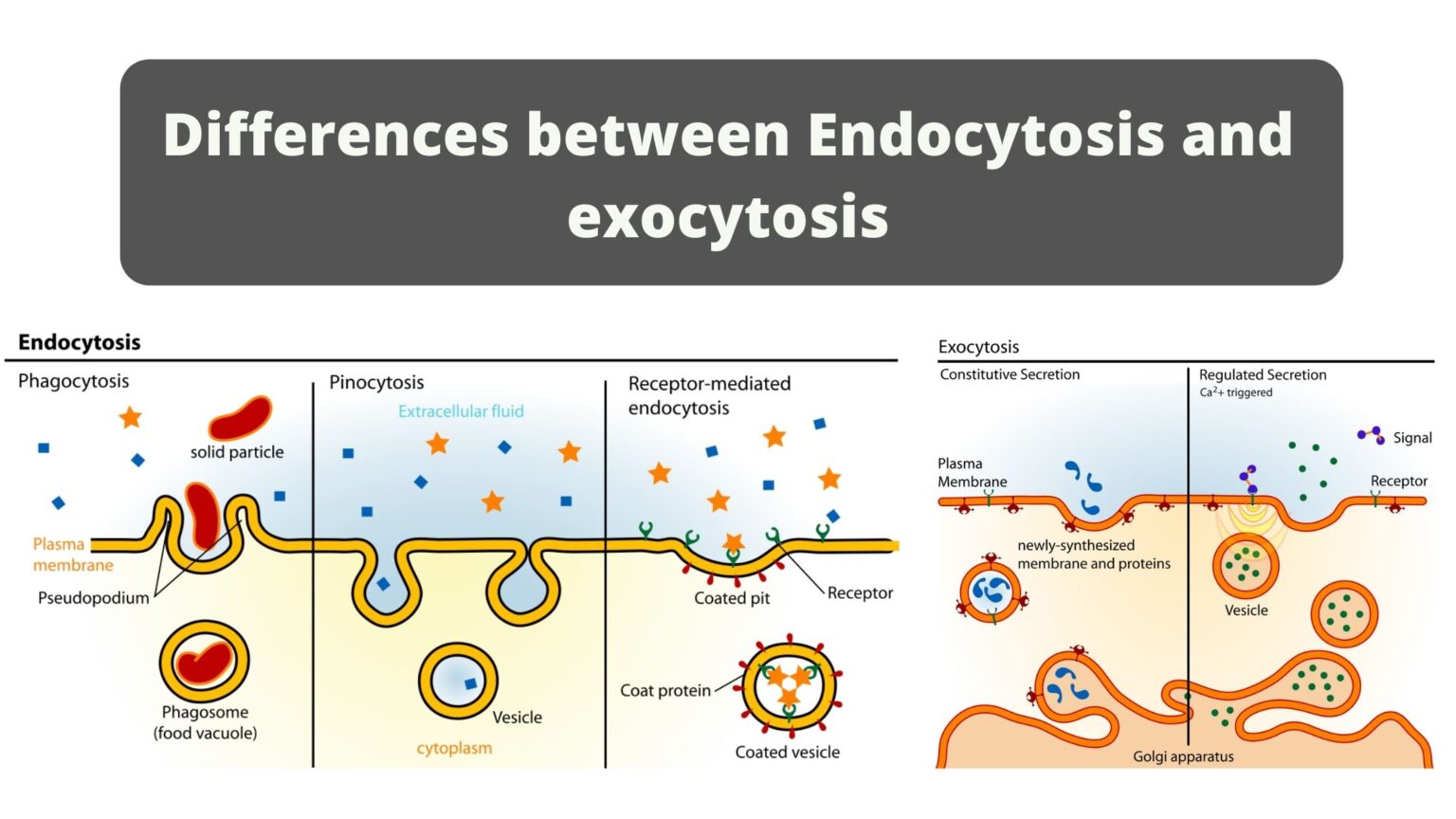 Difference Between Eukaryotic and Prokaryotic DNA replication - Biology ...
