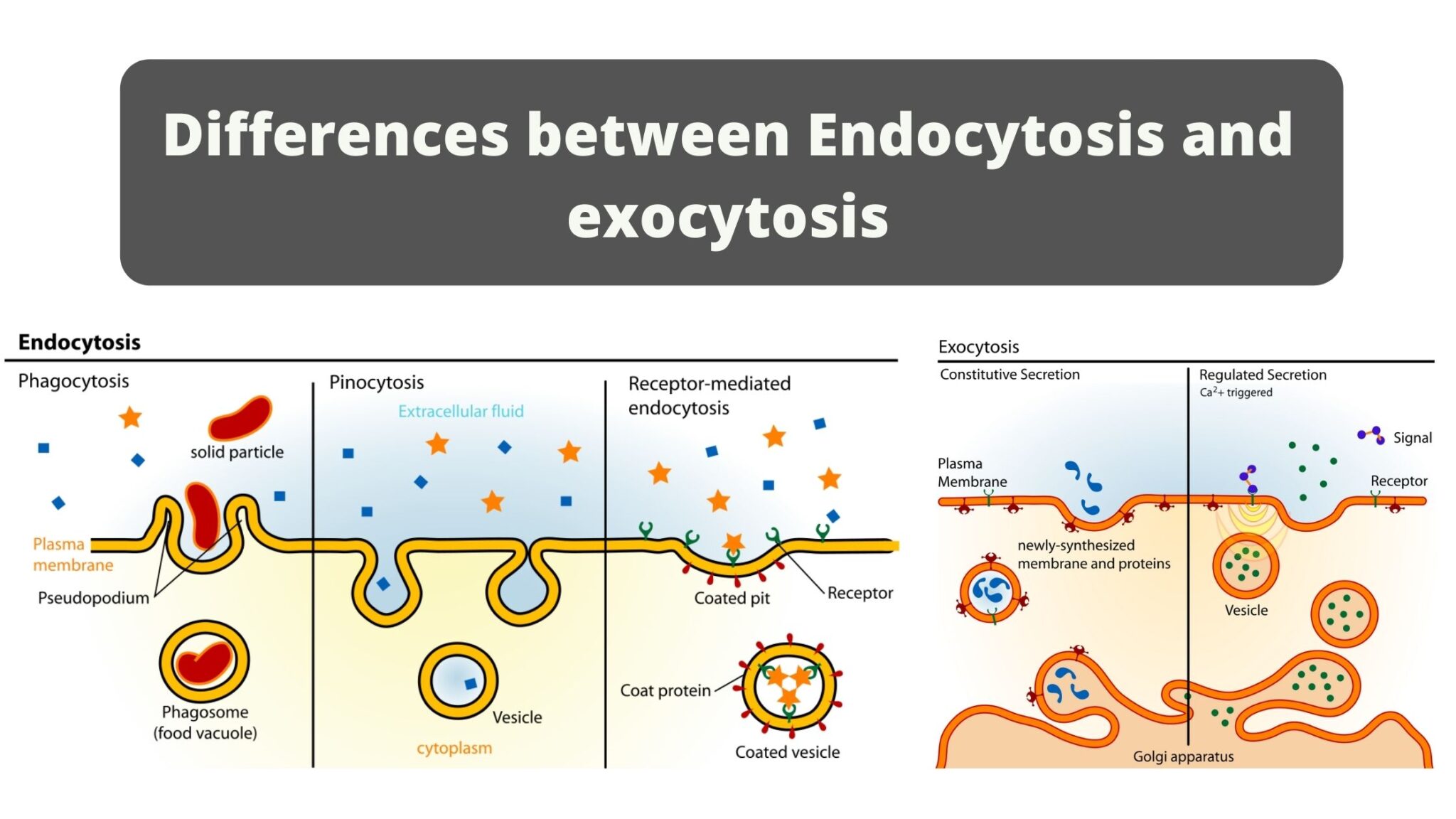 Difference between Biochemical Oxygen Demand (BOD) and Chemical Oxygen ...