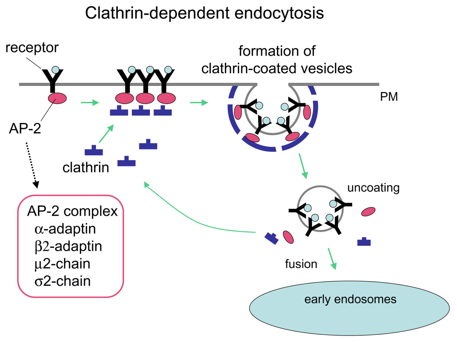 Endocytosis - Definition, Steps, Types, Mechanism, Function, Examples ...