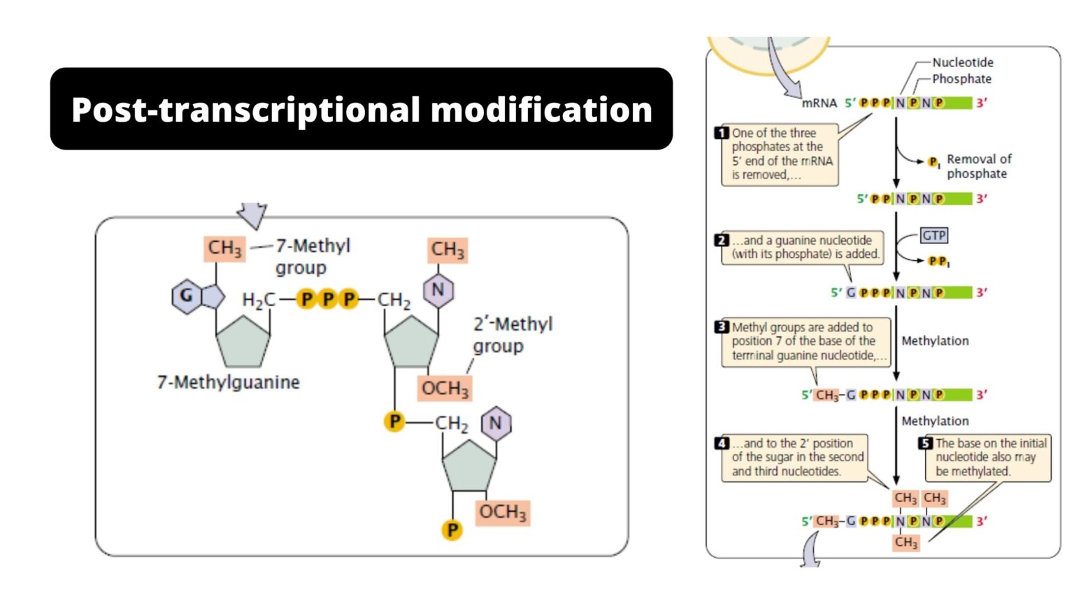 Gene Cloning - Steps, Definition, Applications - Biology Notes Online