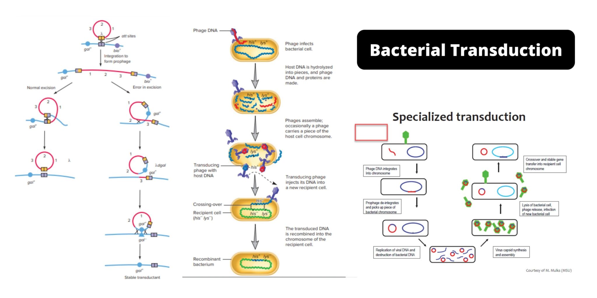 Helicobacter pylori - Definition, Morphology, Pathogenesis, Treatment ...