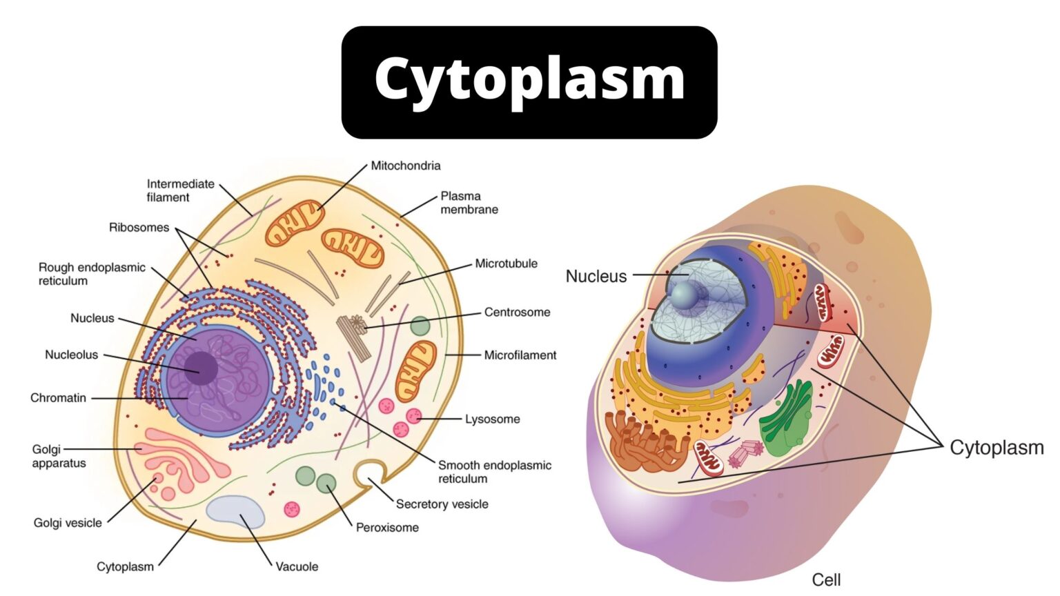 Prokaryotic cells - Definition, Structure, Characteristics, Examples ...