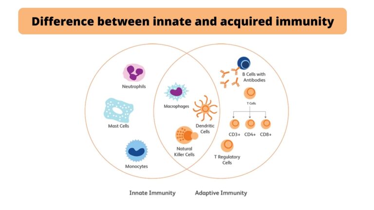 innate and acquired immunity Archives - Biology Notes Online