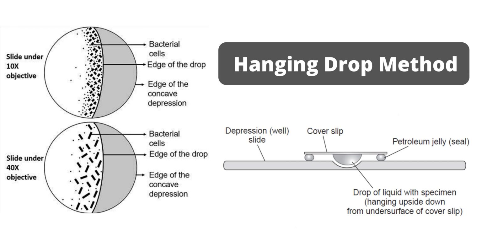 Stokes Disc Diffusion Method - Principle, Procedure, Result. - Biology ...