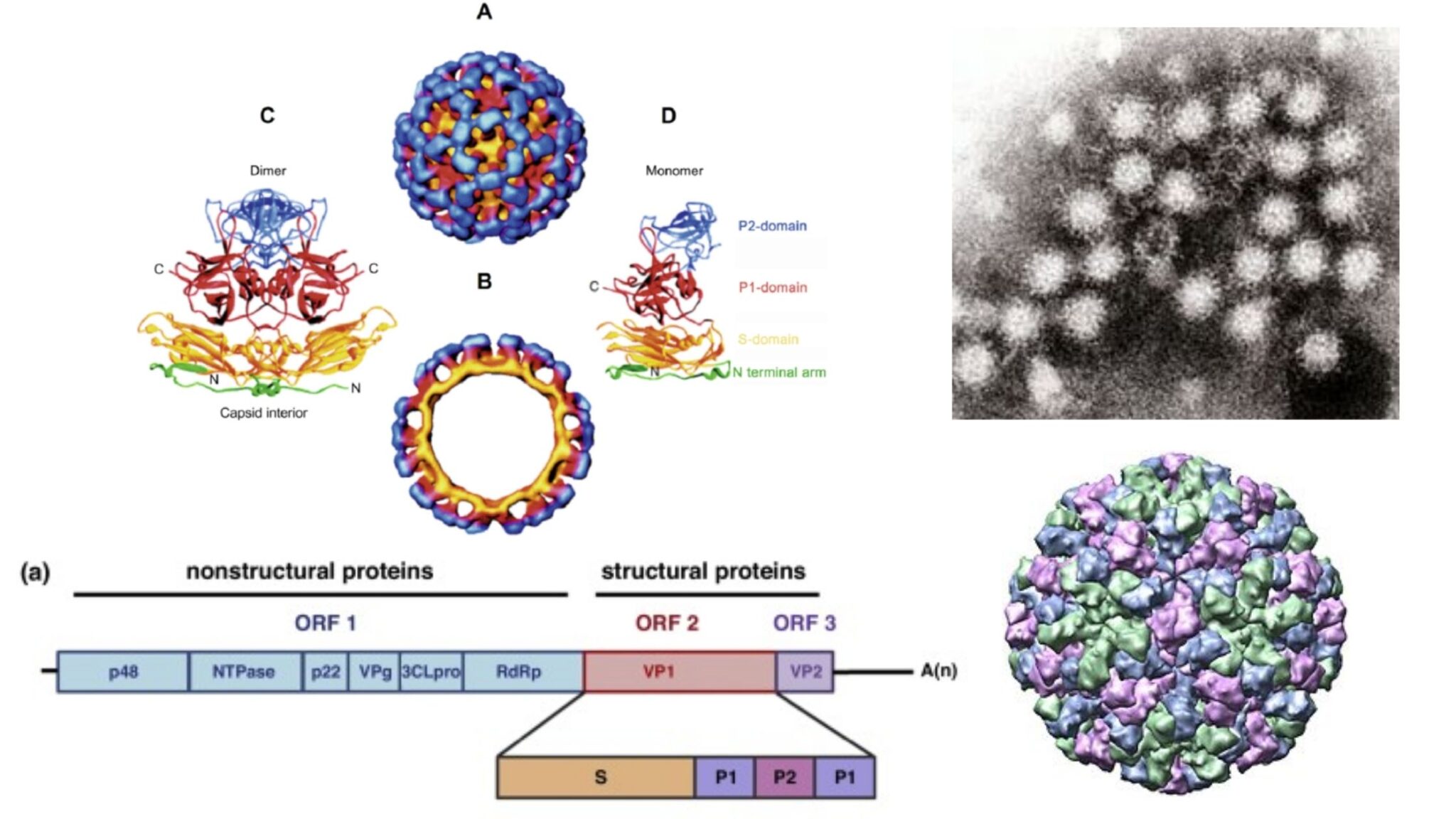 Retrovirus - Definition, Types, Structure, Replication - Biology Notes ...