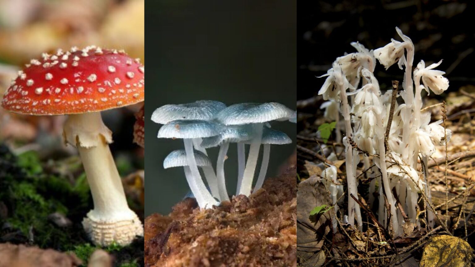 Reproduction of Fungi - Sexual, Asexual and Vegetative Reproduction ...