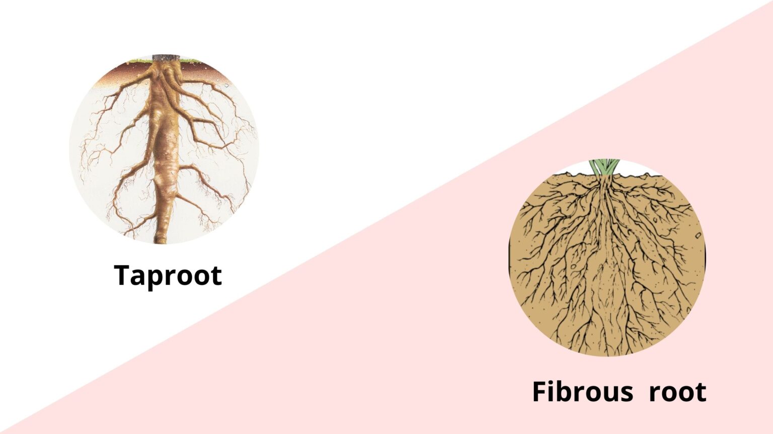 Comparison Between Acid Fast and Non Acid Fast Bacteria - Biology Notes ...