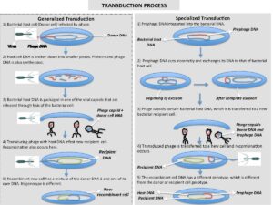 Bacterial Transduction - Definition, Types, Steps, Examples - Biology ...