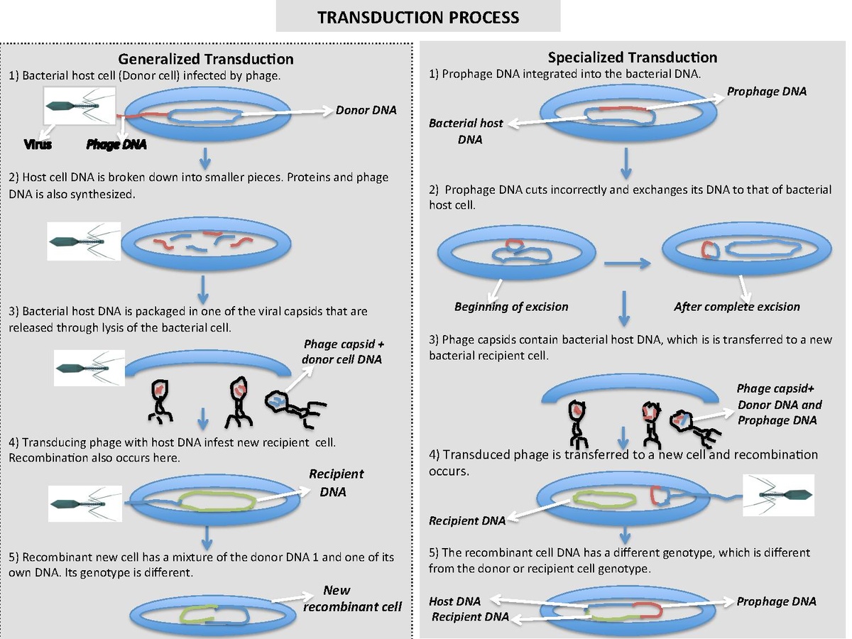 Bacterial Transduction - Definition, Types, Steps, Examples - Biology ...