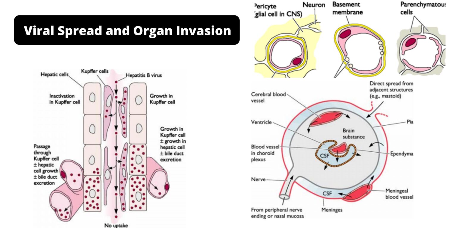 Human Immunodeficiency Virus (HIV) - Overview - Biology Notes Online