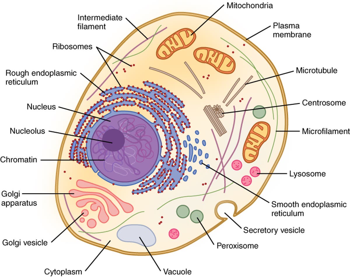 Cytoplasm Functions Structure Definition and Diagram Biology Notes Online