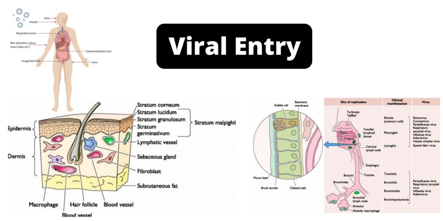 Viral Replication Cycle - Definition, Steps, Mechanisms - Biology Notes ...