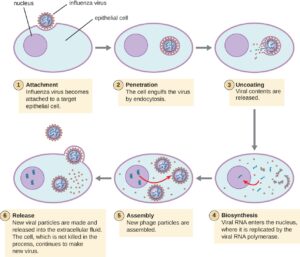 Viral Replication Cycle - Definition, Steps, Mechanisms - Biology Notes ...