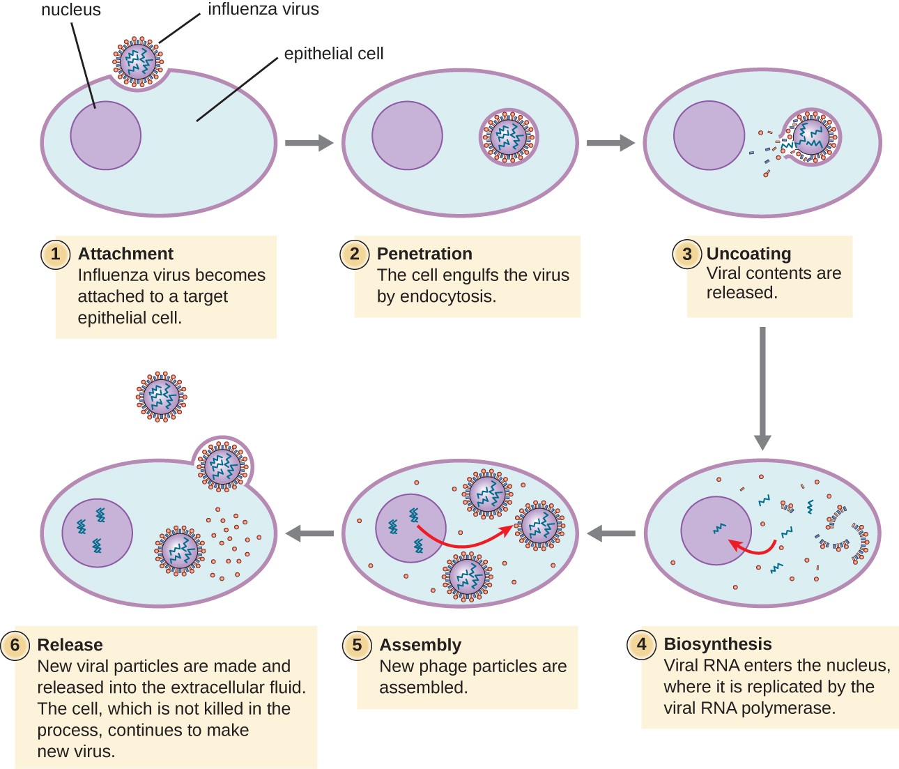 Viral Replication Cycle - Definition, Steps, Mechanisms - Biology Notes ...