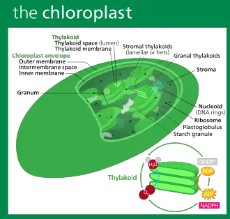 Chloroplast Function Location Diagram Britannicacom