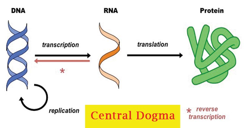 Central Dogma Theory of Molecular Biology and Genetic Code - Biology ...